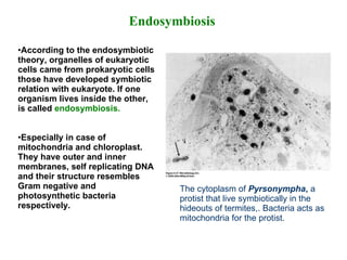 Eukariotic Cell Structure | PPT