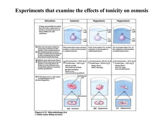 Eukariotic Cell Structure | PPT