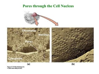 Eukariotic Cell Structure | PPT