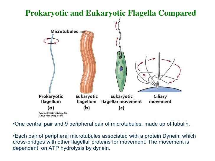 Eukariotic Cell Structure