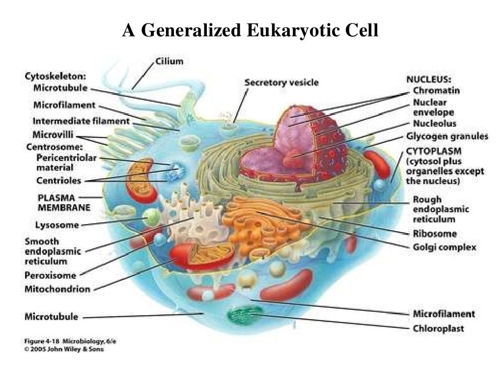 Eukariotic Cell Structure