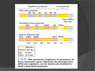 Eukar transcription | PPT | Programming Languages | Computing