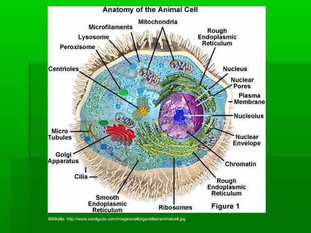 Eukaryota cellens byggnad och funktion | PPT