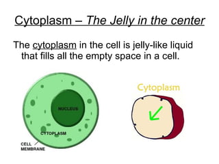 Eukaryotes | PPT