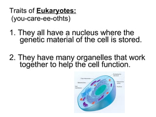 Eukaryotes | PPT