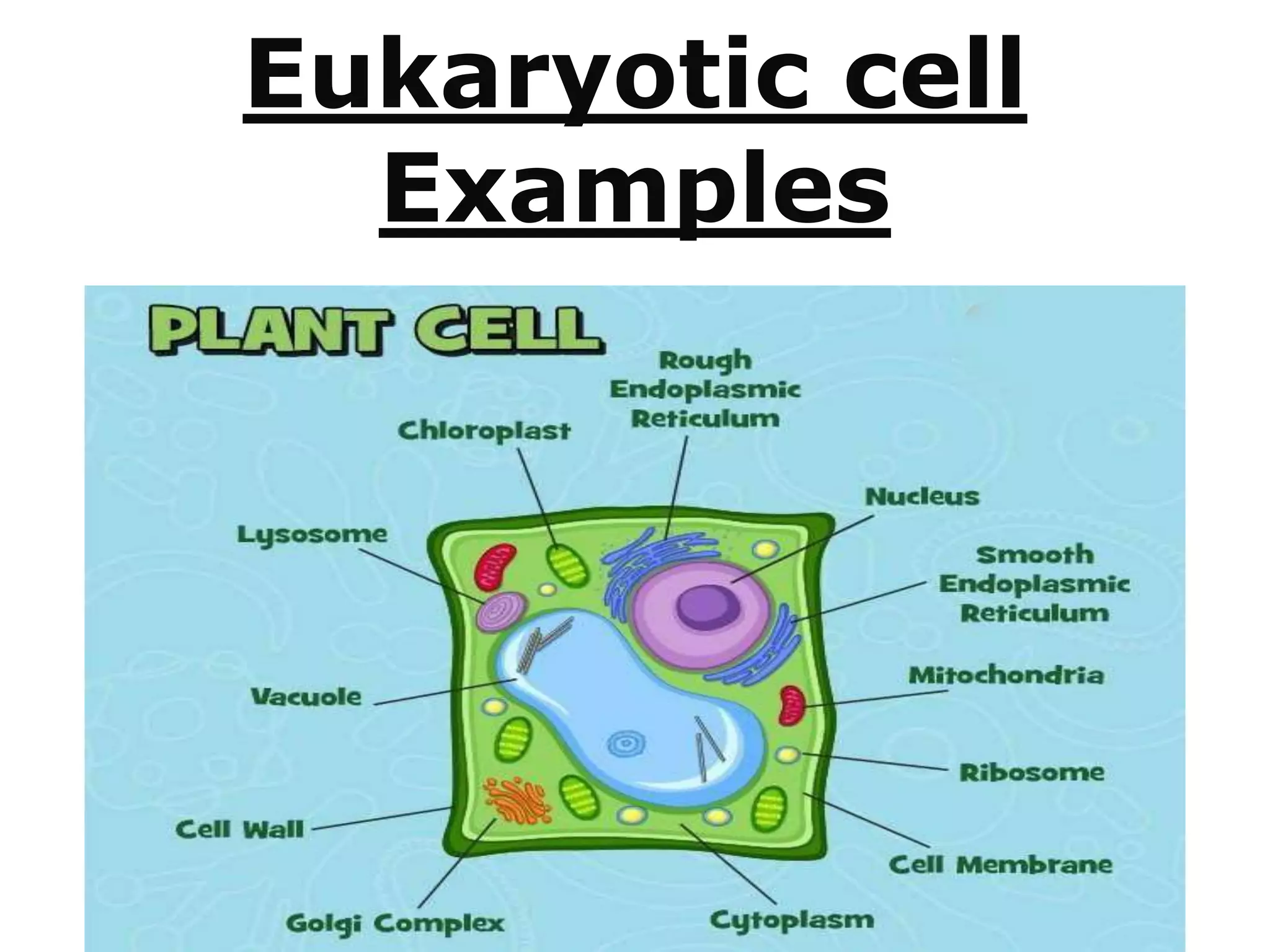 Eukaryotes | PPTX