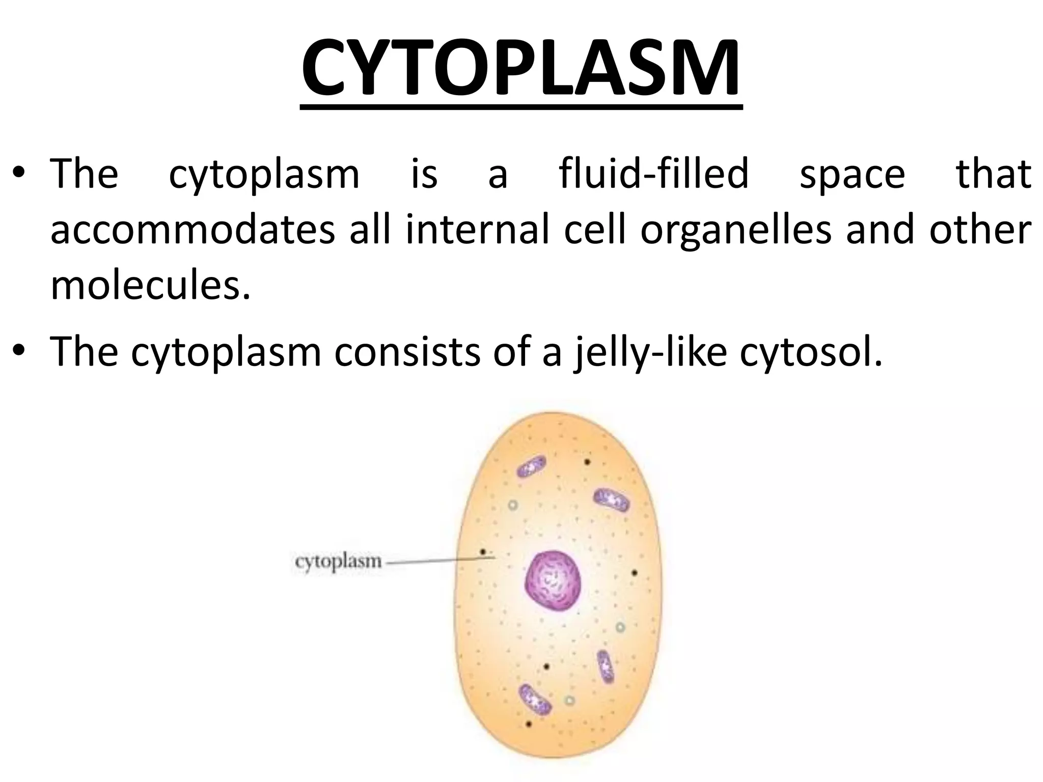 Eukaryotes | PPTX