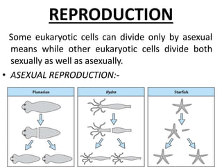 Eukaryotes | PPT