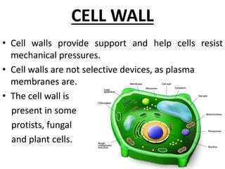 Eukaryotes | PPTX