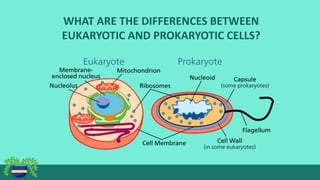 Eukaryotes_Organelles.pptx