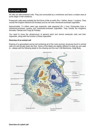Eukaryotic Cells Workbook | DOC