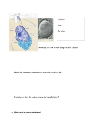 Eukaryotic Cells Workbook | DOC