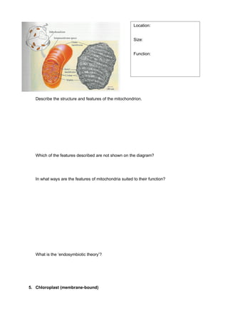 Eukaryotic Cells Workbook | DOC