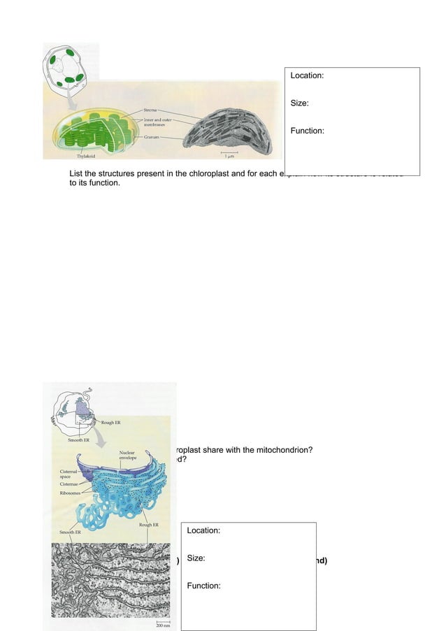 Eukaryotic Cells Workbook | DOC