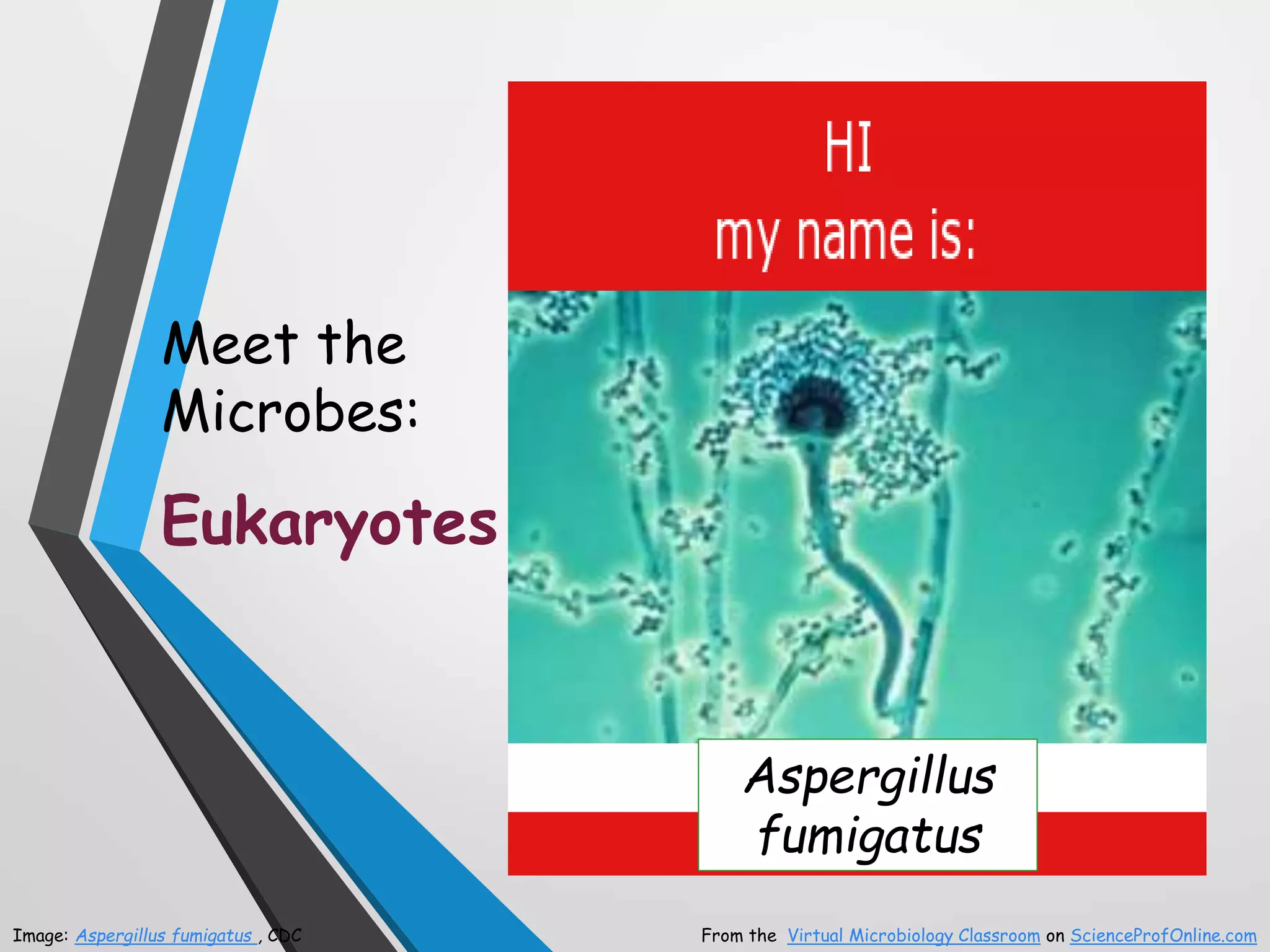 EUKARYOTIC-MICROBES.pptx