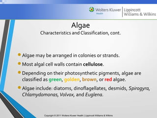 EUKARYOTIC-MICROBES.pptx