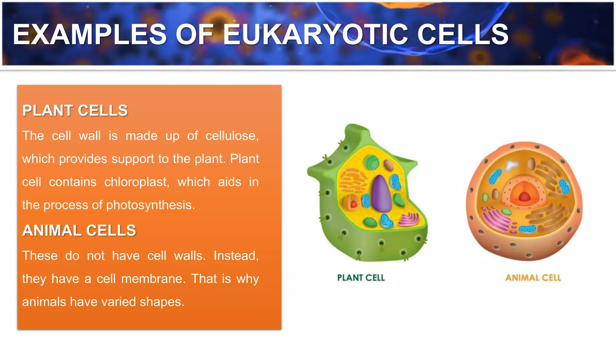 A brief Introduction to Organelles Present In The Eukaryotes ...