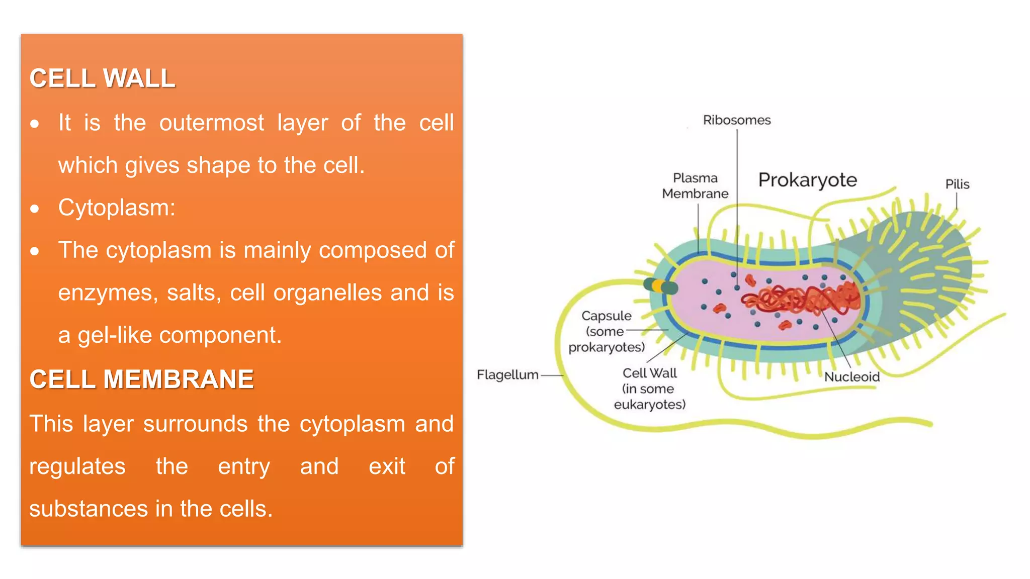 A brief Introduction to Organelles Present In The Eukaryotes ...