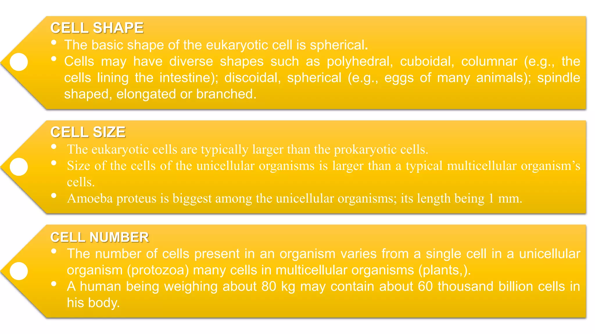 A brief Introduction to Organelles Present In The Eukaryotes ...
