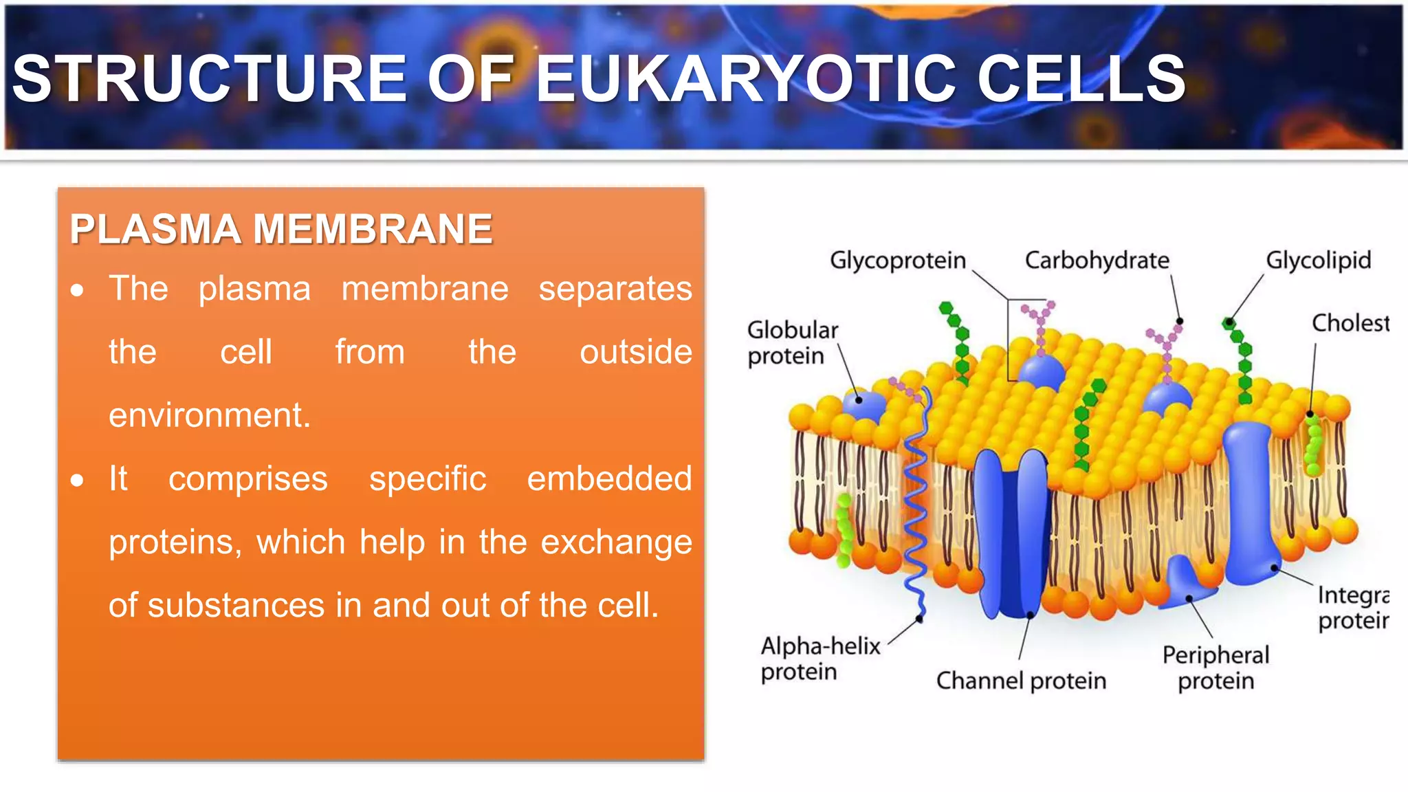 A brief Introduction to Organelles Present In The Eukaryotes ...