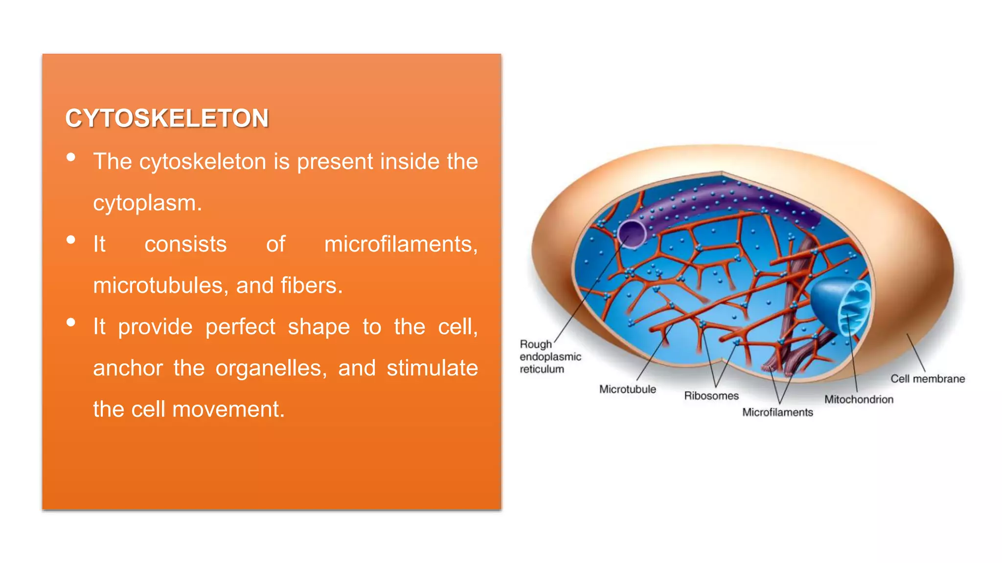 A brief Introduction to Organelles Present In The Eukaryotes ...
