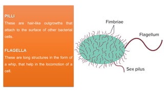 A brief Introduction to Organelles Present In The Eukaryotes ...