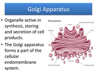 Eukaryotic cell | PPTX
