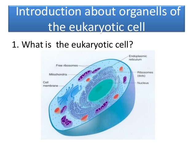 Eukaryotic cell