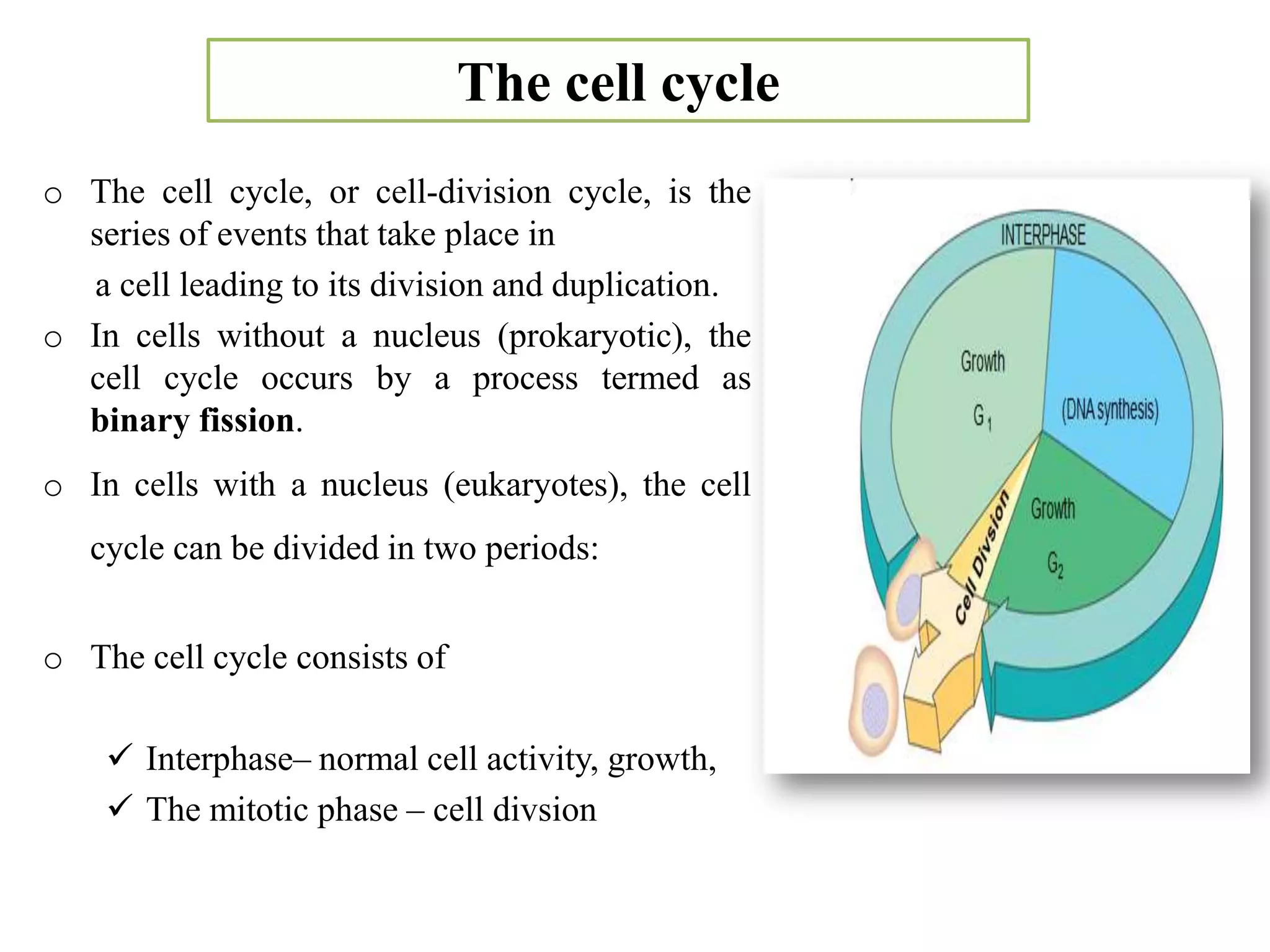 The cell cycle | PPT
