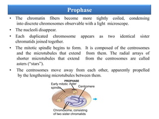 The cell cycle | PPT