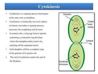 The cell cycle | PPT