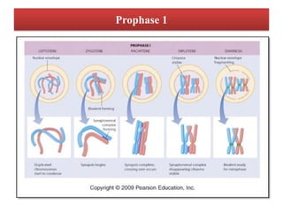 The cell cycle | PPT