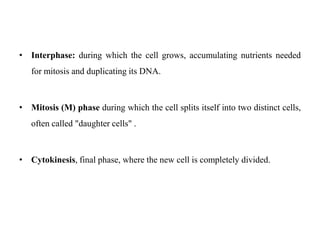 The cell cycle | PPT