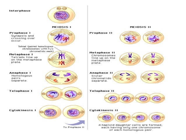 Cell Cycle Phases Prophase