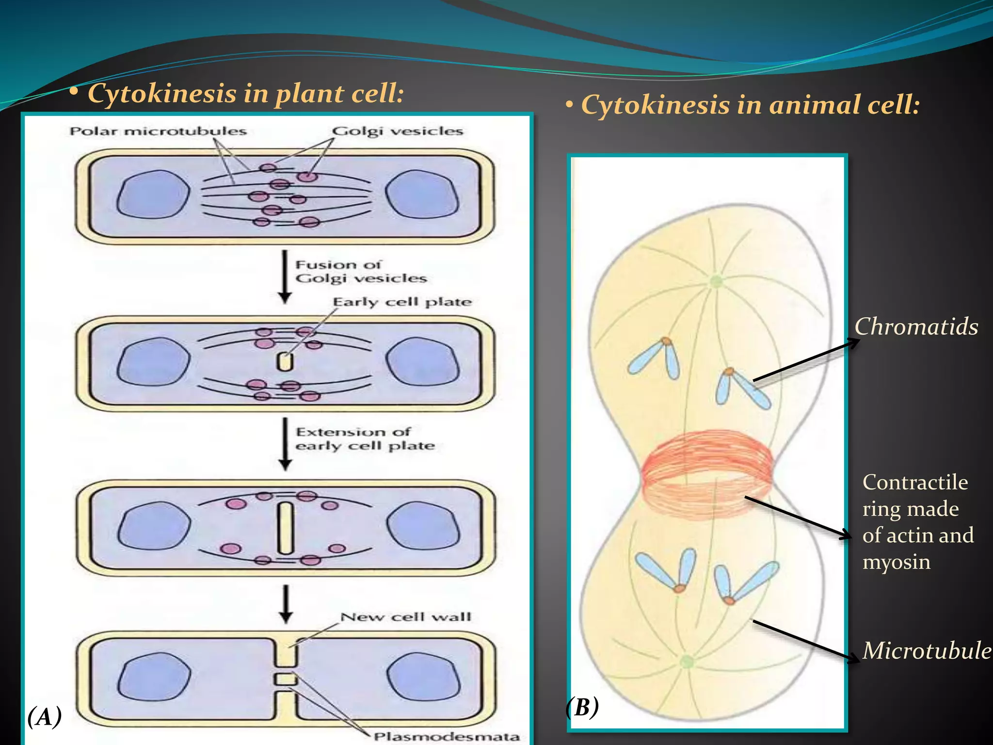 Eukaryotic cell cycle | PPTX