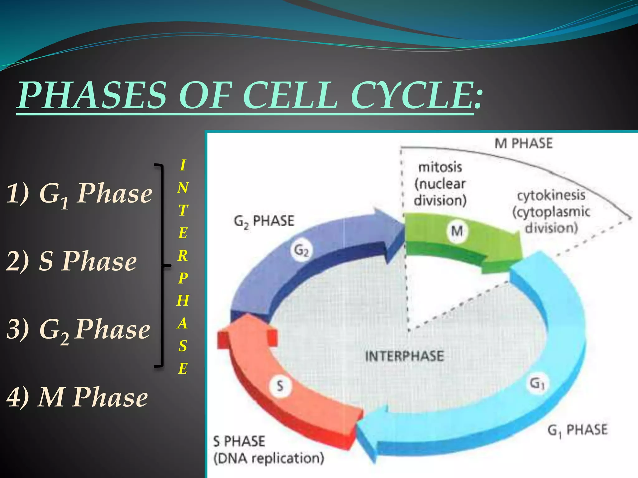 Eukaryotic cell cycle | PPTX