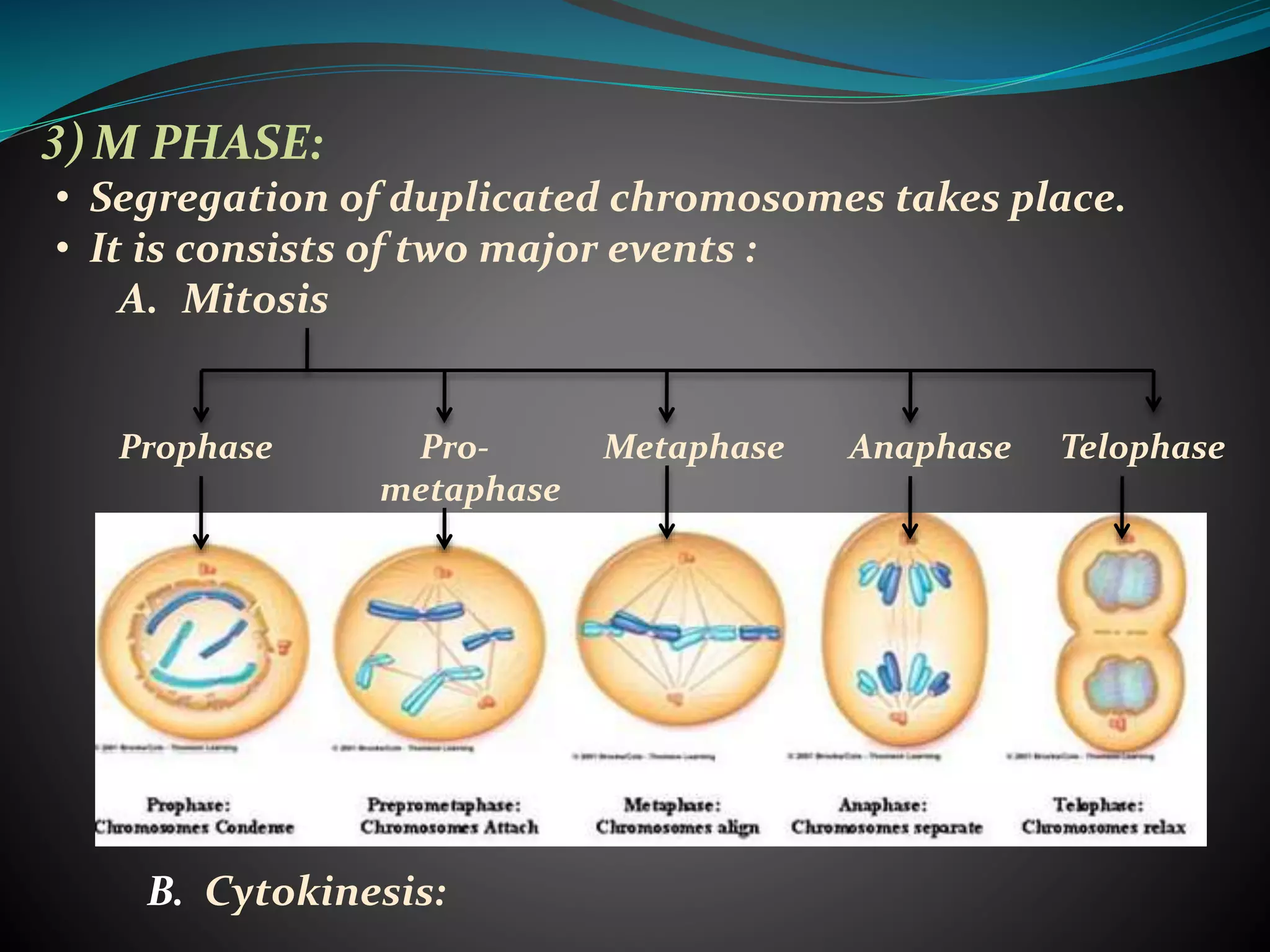 Eukaryotic cell cycle | PPTX