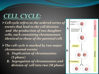 Eukaryotic cell cycle | PPTX