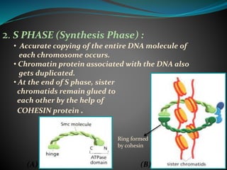 Eukaryotic cell cycle | PPTX
