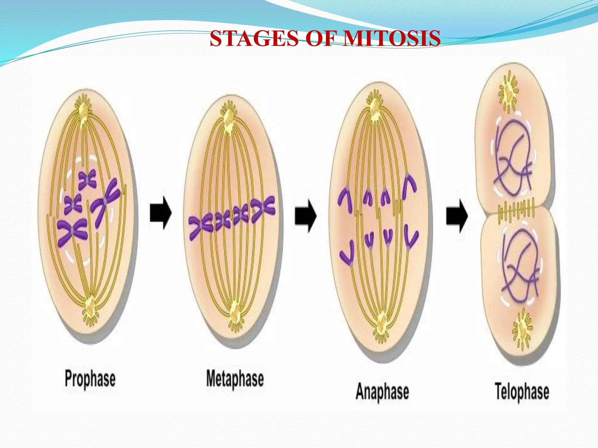 Eukaryotic cell cycle converted | PPT