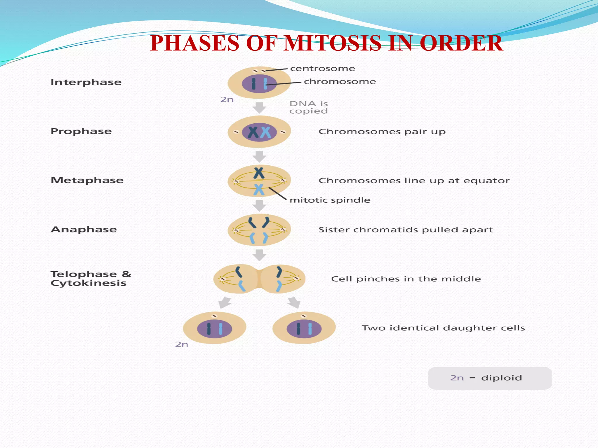 Eukaryotic cell cycle converted | PPT