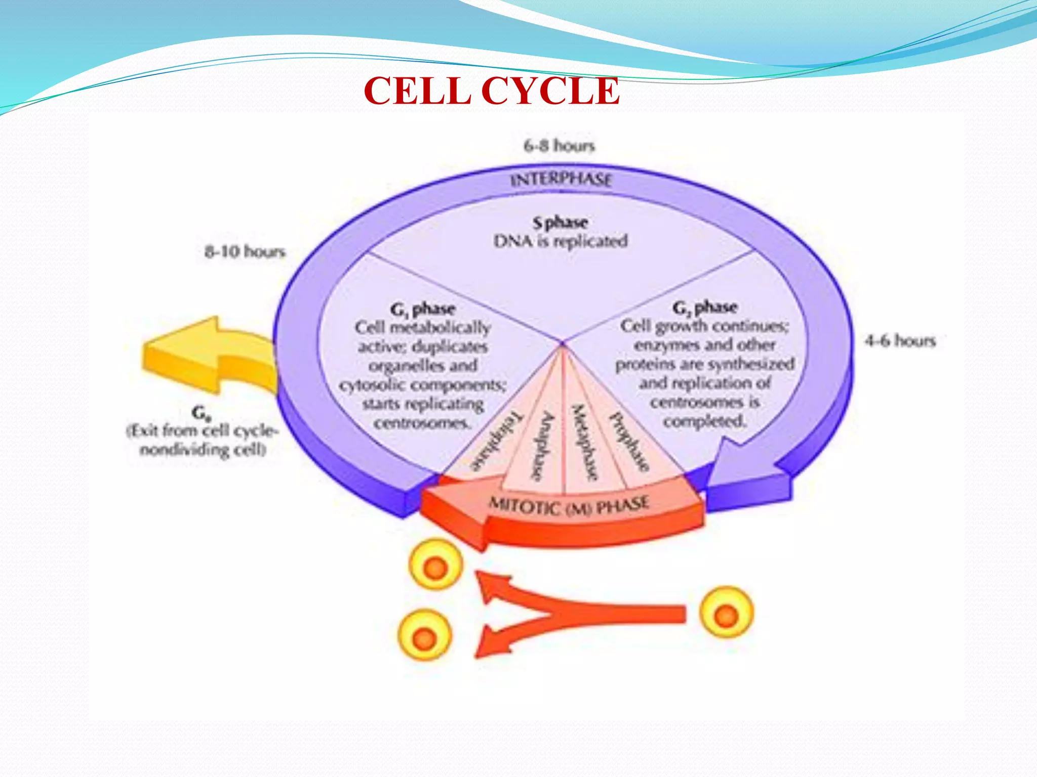 Eukaryotic cell cycle converted | PPT