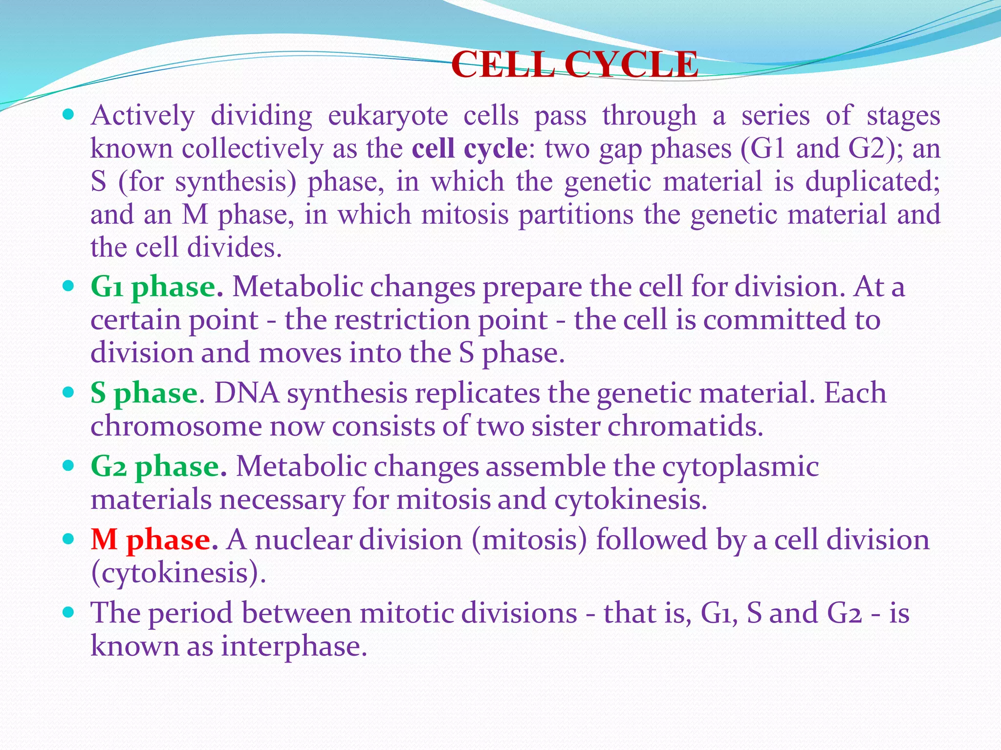 Eukaryotic cell cycle converted | PPT