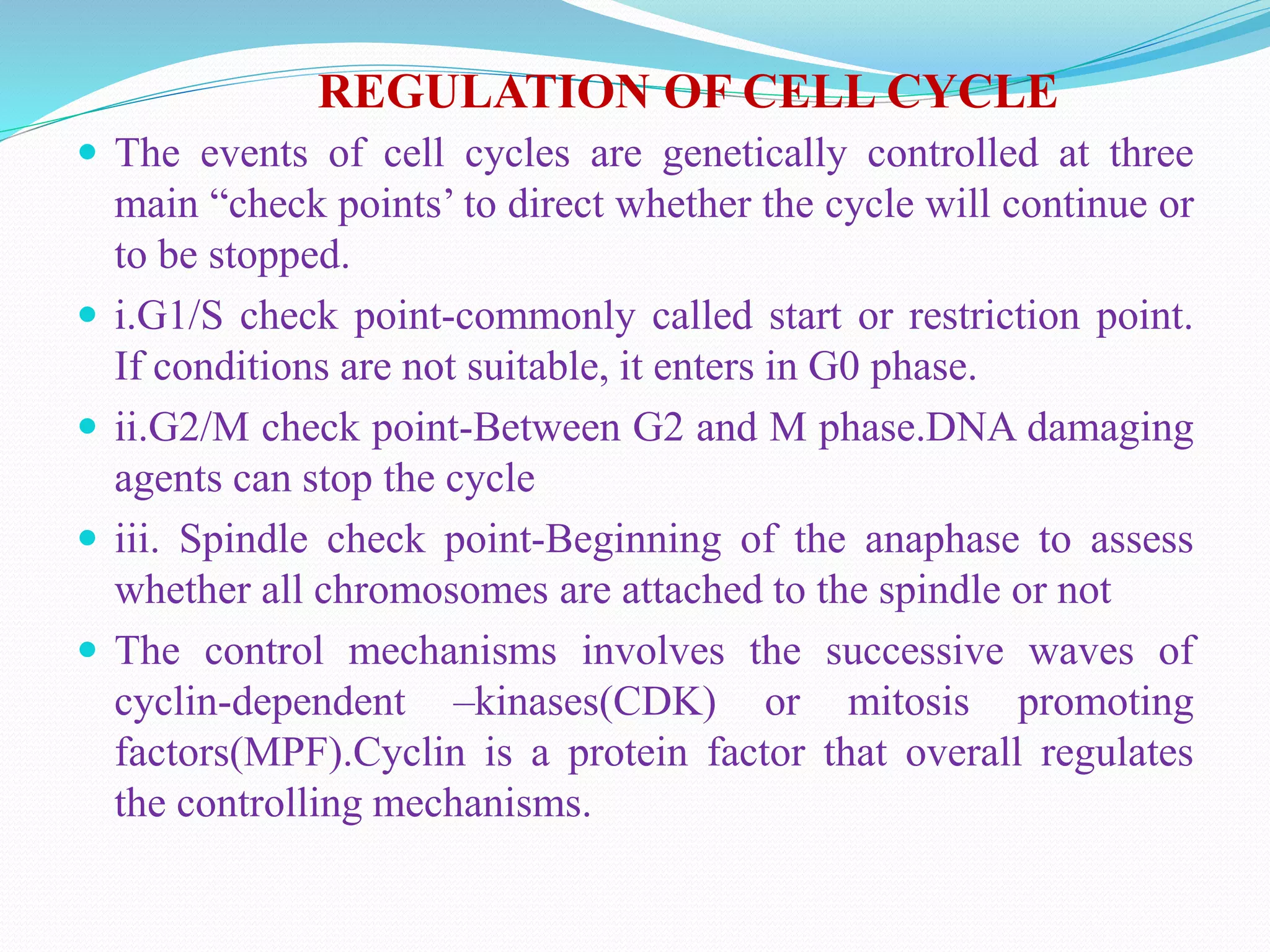 Eukaryotic cell cycle converted | PPT