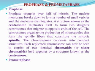 Eukaryotic cell cycle converted | PPT