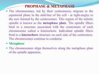 Eukaryotic cell cycle converted | PPT