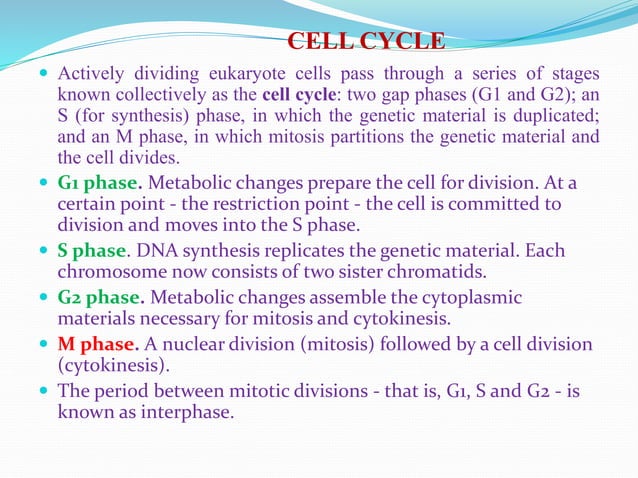 Eukaryotic cell cycle converted | PPT