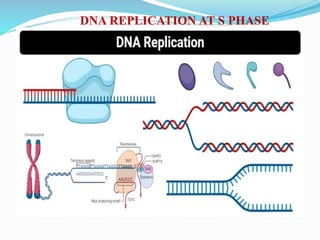 Eukaryotic cell cycle converted | PPT