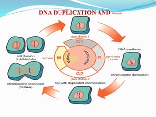 Eukaryotic cell cycle converted | PPT
