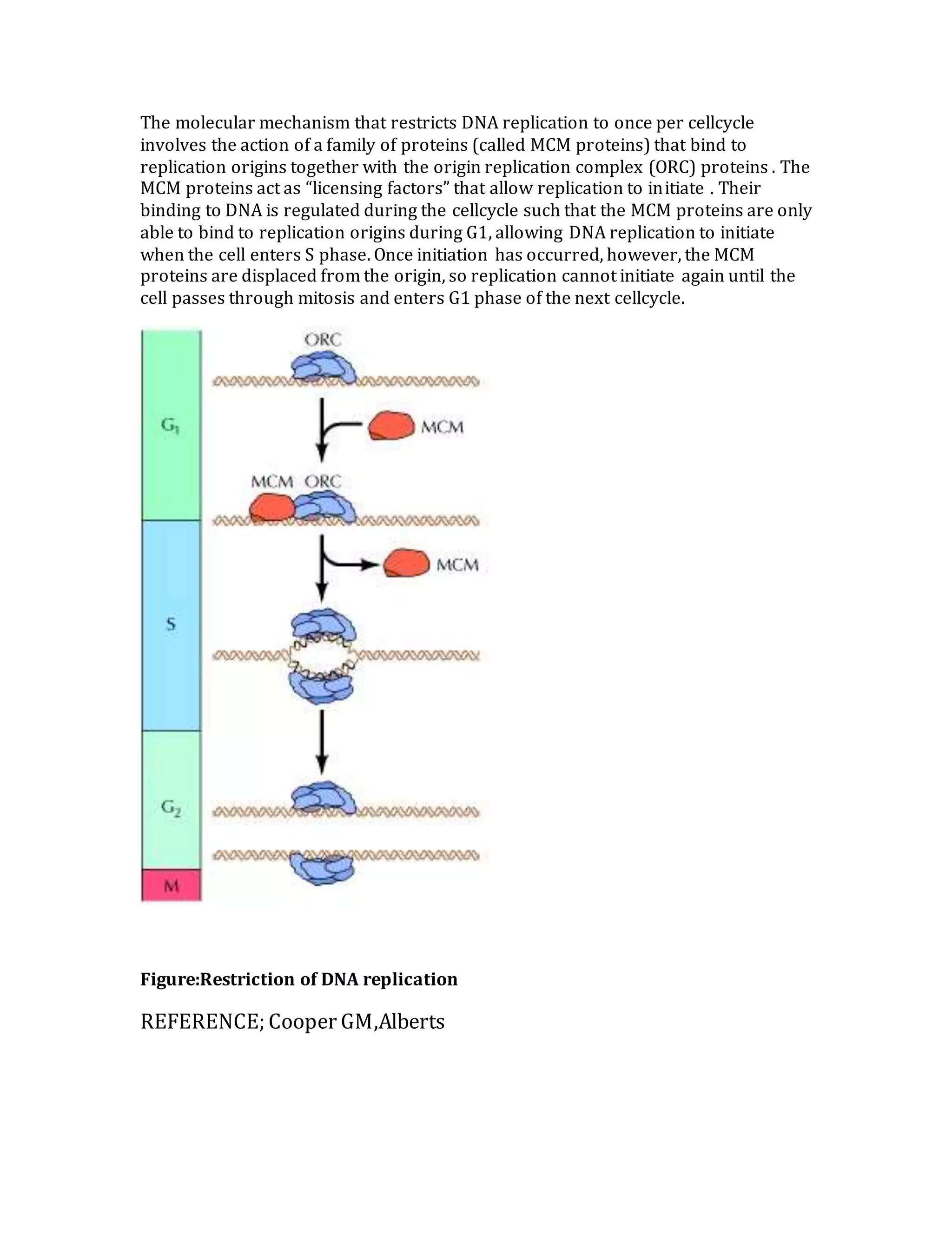 Eukaryotic cell division cycle | DOCX